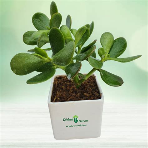 Crassula Succulent Plant