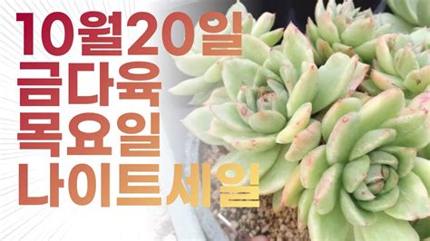 판매완료 10월 20일 금다육 득템찬스 목요일 나이트 세일 다육이 금다육 다육이키우기 Youtube
