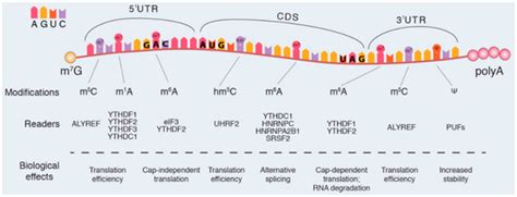 Above The Epitranscriptome Rna Modifications And Stem Cell Identity