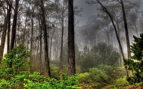Dark Forest View Wallpaper Nature And Landscape Wallpaper Better