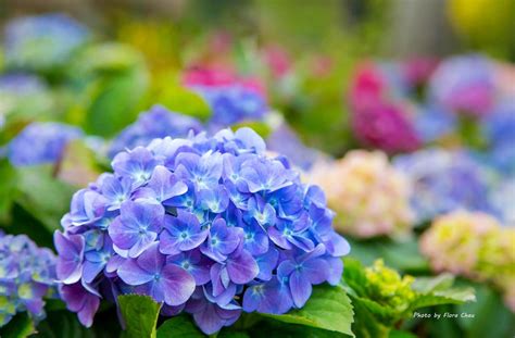 賞花情報｜香港一年四季常見植物花期＋觀賞地點一覽 12 04 20230311 熱點 即時新聞 明報新聞網