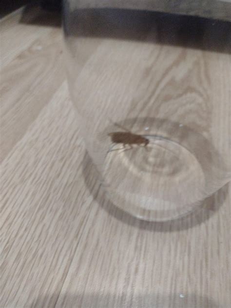 Is This A Cockroach Rbugidentification