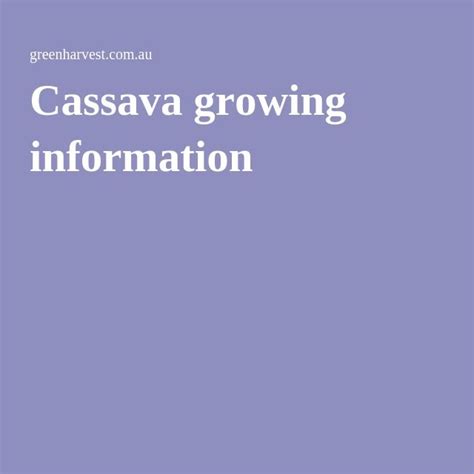 Cassava Growing Information Cassava Growing Food Tropical Food