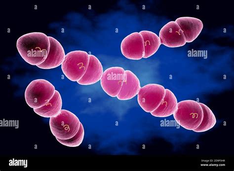 3d Illustration Of Streptococcus Mutans S Mutans Is A Coccoid Shaped