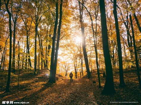 树林摄影图 图片素材 其他 摄影图库 昵图网