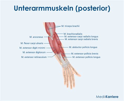Unterarmmuskeln Anatomie Funktion Klinik