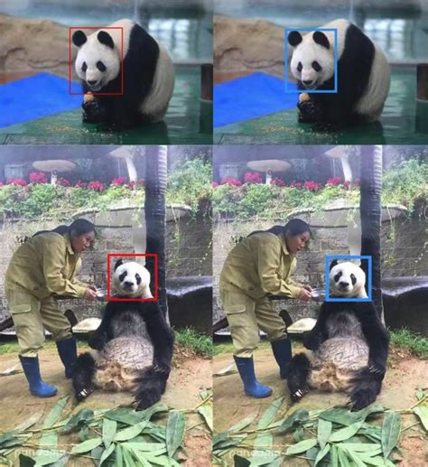 Pandas Furry Faces Make It Hard For Scientists To Tell Them Apart Ai