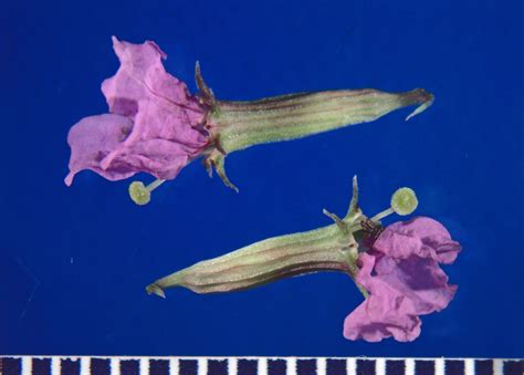 Lythrum Alatum Lythraceae