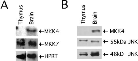 Mkk4 And Mkk7 Expression In Thymocytes A Mkk4 And Mkk7 Gene Download Scientific Diagram