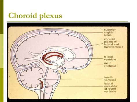 Ppt Neurosonography Part Three Harry H Holdorf Powerpoint