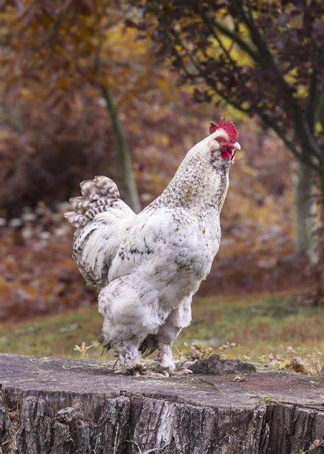 White Big Rooster In Garden A In Backyard Stock Image Image Of