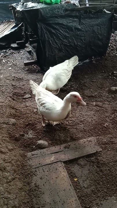 Duck Youtube