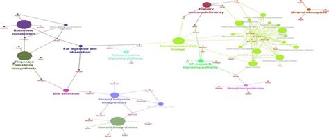 Enriched Kegg Pathway Interaction Networks Each Node Is A Kegg Pathway