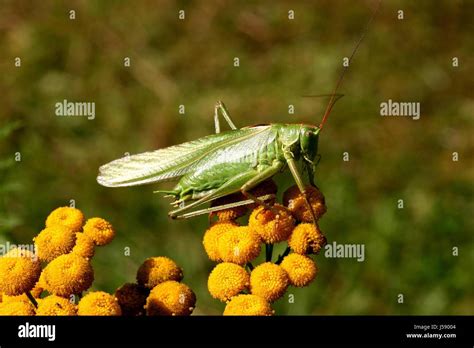 Flower Plant Insects Freedom Liberty Fields Meadows Grasshopper