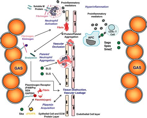 Strep Throat Virus Diagram