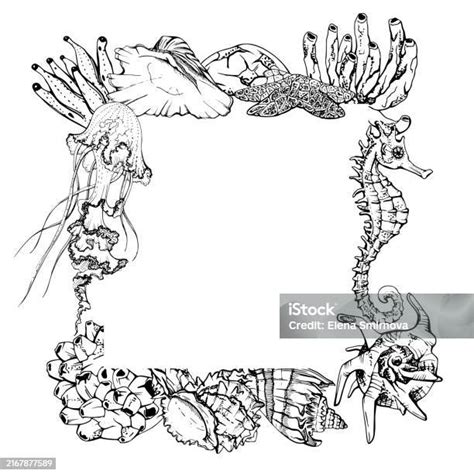 해양 생물 바다 바다 수중 생물 물고기 조개 조류 해초 잉크 및 펜 스케치 손으로 그린 벽 테두리 프레임 그림 양식화 흰색에