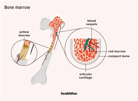 Bone Marrow