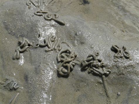 Segmented Worms
