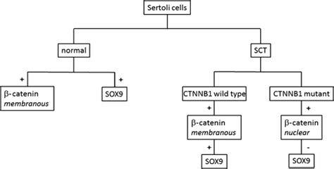 Immunohistochemical Algorithm In Sct Of The Testis Download