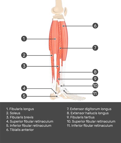Fibularis Peroneus Brevis Muscle Attachments Actions And Innervation