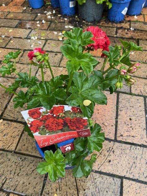 Geranium Ivy Dark Red 140mm The Garden Feast Geranium Ivy Dark Red 140mm The Garden Feast