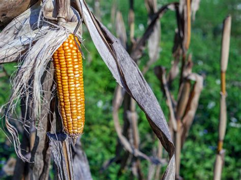 Close Up Of Dried Corn Cobs In Corn Fielddry Corn On Corn Plant