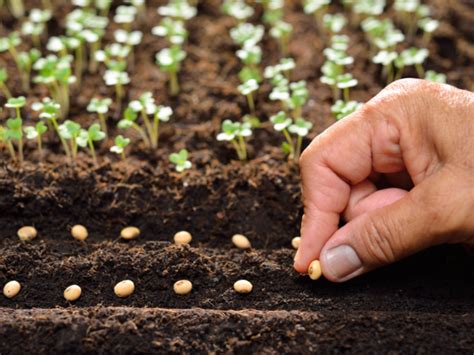 Ai Sows The Seeds For Farming Success Seedopt Project Results In Brief H2020 Cordis