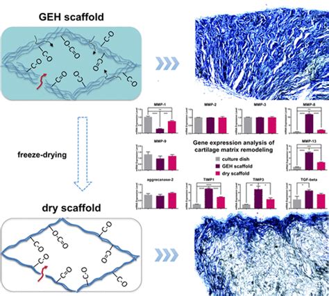 Graphene Hydrogel As A Porous Scaffold For Cartilage Regeneration Acs Applied Materials