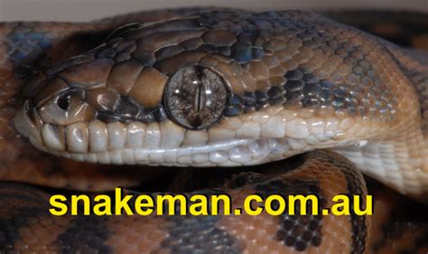 Hybrid Python On Tumblr