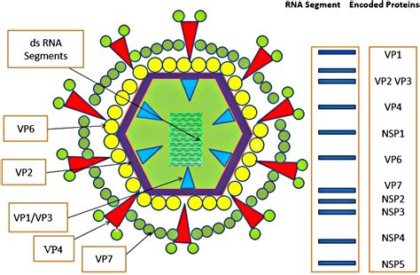 Rotavirus Contagious Period
