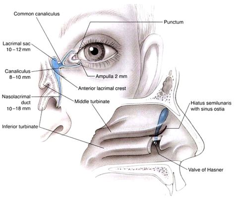 Orbital Septum Anatomy