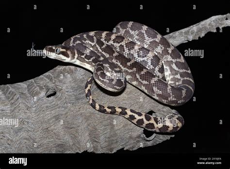Rare Rough Scaled Python From Ther Kimberley Region Of Western