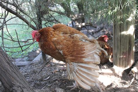 The Lowdown On Red Sex Links BackYard Chickens