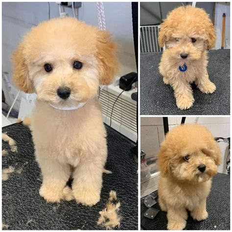 Maltipoo Haircuts The Best Styles And Pictures