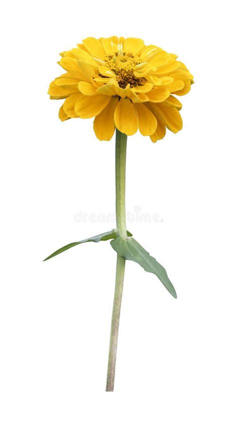 Isolated Yellow Zinnia Flower With Stem Cut Out On White Background For