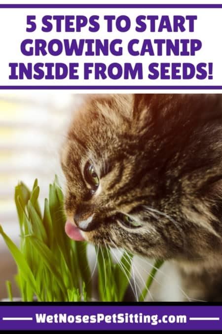 5 Steps To Start Growing Catnip Inside From Seeds