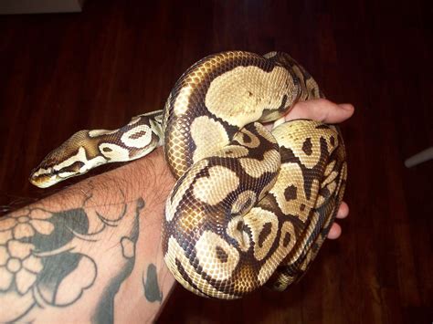 Whats The Biggest Oldest Ball Python You Own Page 2