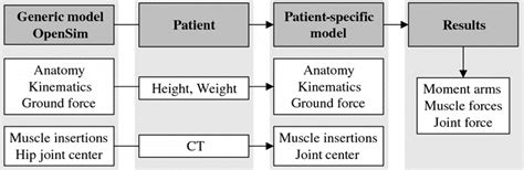 The Generic Opensim Model Is Adapted To Replicate The Height Weight Download Scientific