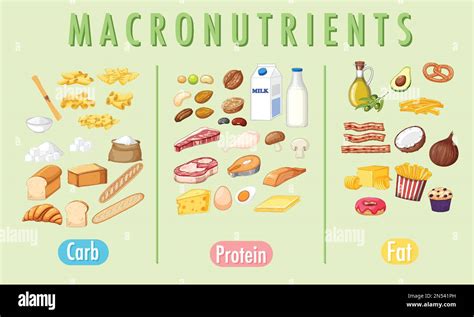 Main Food Groups Macronutrients Vector Illustration Stock Vector Image And Art Alamy