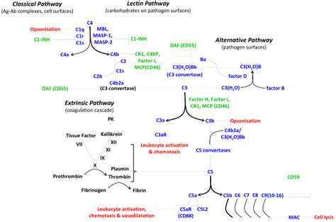 Common Pathways For Complement Activation Recognition Of Download