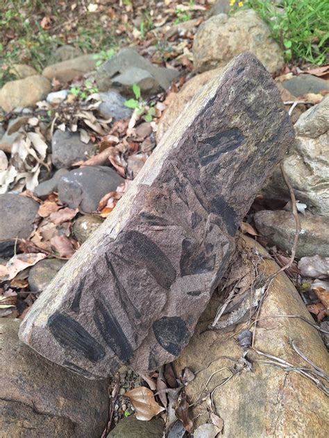 Fossils R Whatsthisrock