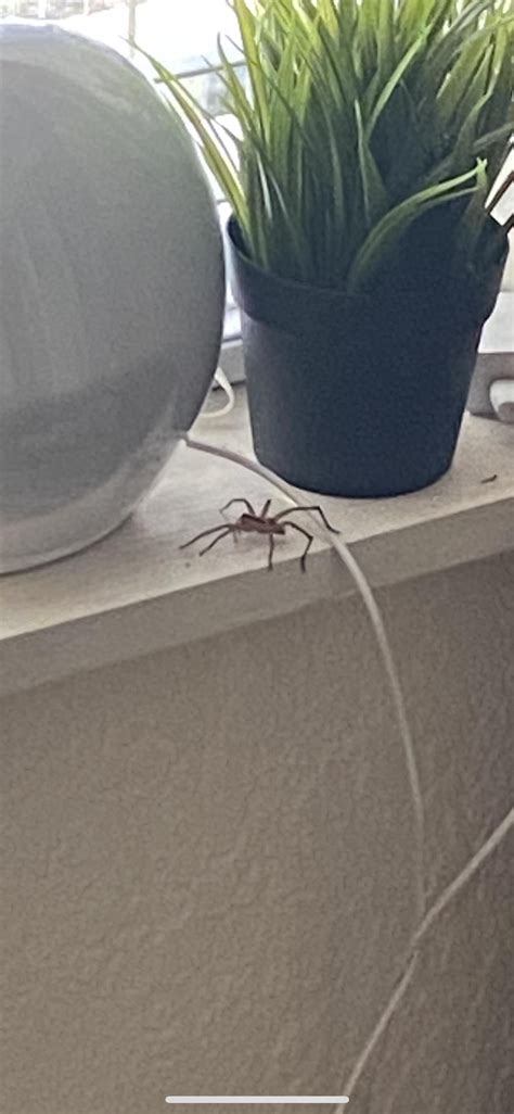 Help Identifying This Spider R Spiders