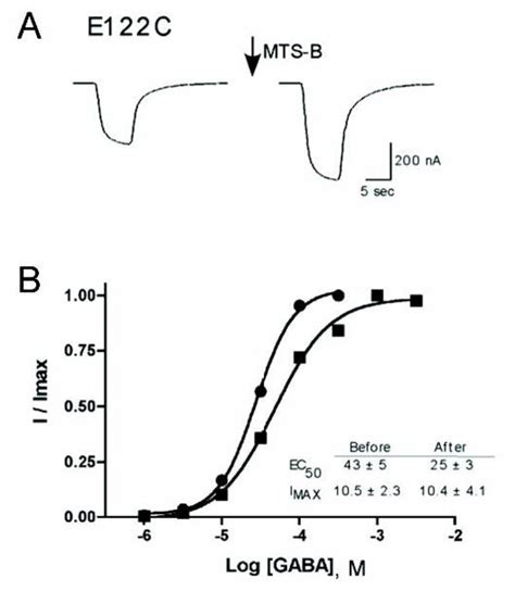 Mtsea Biotin Modification Of E122c Causes A Potentiation Of I Gaba And