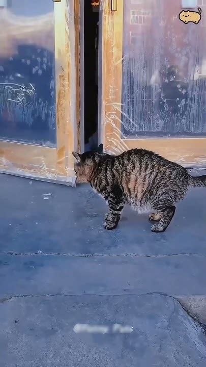 Interesting Pet Videos Cat Dog Pets Music Meme Funny Youtube