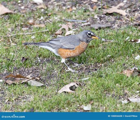 Robin Standing On A Log Royalty Free Stock Image 110131126