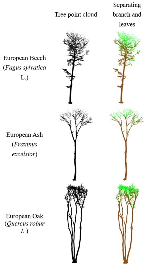 A Novel Algorithm Based On Geometric Characteristics For Tree Branch Skeleton Extraction From