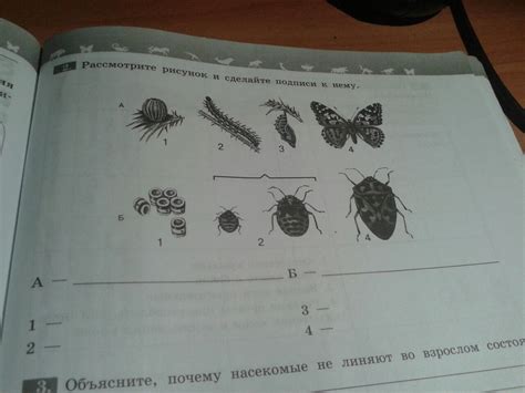 Помогите Рассмотрите рисунок и сделайте подписи Школьные Знания Com