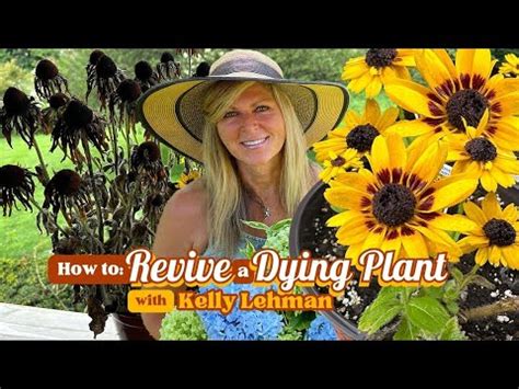 How To Revive Withered Plants