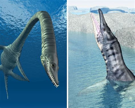 Its A Battle Of Elasmosaurus Vs Liopleurodon