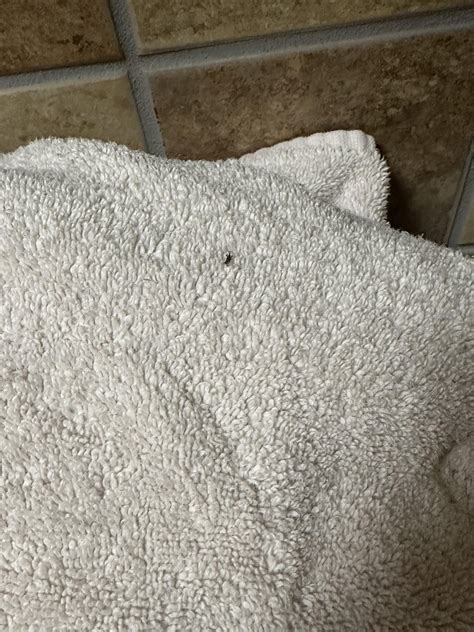 Tiny Weevil Im In Love R Weeviltime